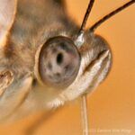 The Anatomy Of Butterflies | Gardens with Wings