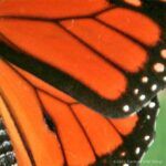 How to Identify a Male vs Female Monarch | Gardens with Wings