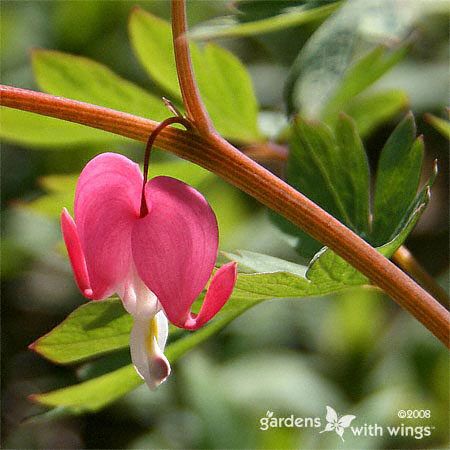 Bleeding Heart (Dicentra) plant attracts butterflies