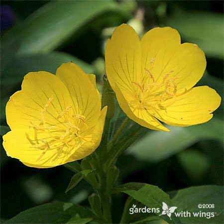 Buttercup (Ranunculus) nectar plants for butterflies