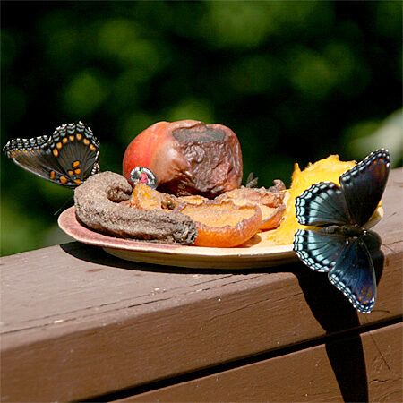 Butterfly Feeds and Puddlers | Gardens with Wings