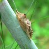Discovering the Secrets of Finding Butterfly Chrysalises | Gardens with ...