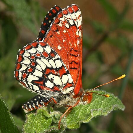 Red Butterfly Side View Photos, Species | Gardens With Wings