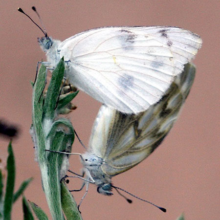 Two White Butterflies | Stories | Gardens with Wings