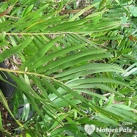 Coontie is Atala Butterfly Host Plant