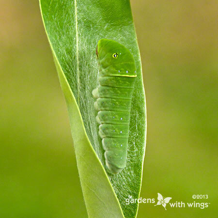Butterfly Caterpillar Defense Mechanisms | Gardens with Wings
