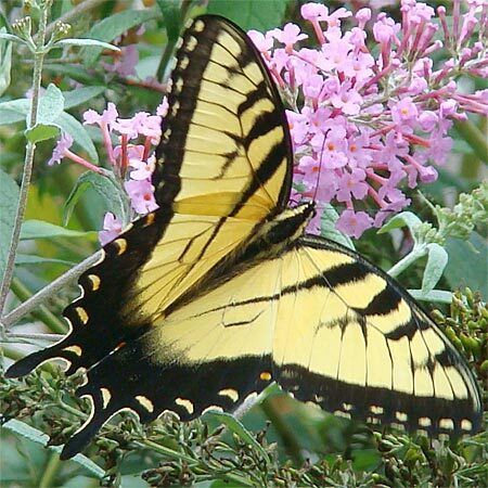 Identify 11 Popular Yellow Butterflies | Gardens With Wings