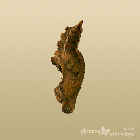 How to Find Chrysalises (Pupae) & Identification Guide