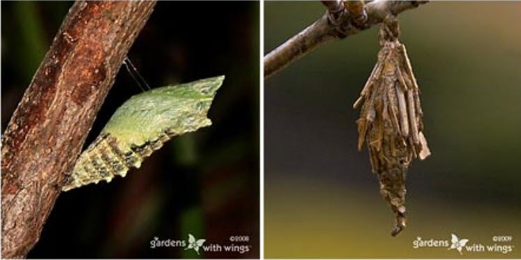 Butterfly Chrysalises Archives | Gardens with Wings