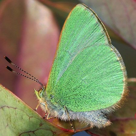 Green Butterfly Photos, Species, Facts | Gardens With Wings