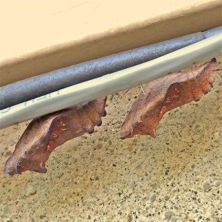 Types of Butterfly Chrysalises (Pupa) | Gardens with Wings