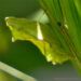 Inside a Chrysalis Uncover the Butterfly’s Secrets | Gardens with Wings