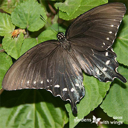 Identify Black Butterflies – Open Wings | Gardens With Wings