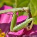3 Types of Butterfly Predators | Gardens with Wings