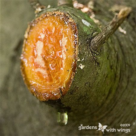 Trees Sap is Perfect for Attracting Many Butterflies